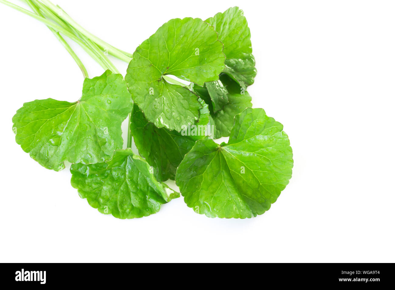 Centella asiatica hi-res stock photography and images - Alamy