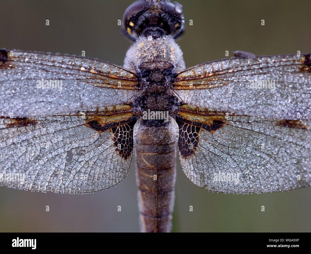 Dragonfly View High Resolution Stock Photography and Images - Alamy