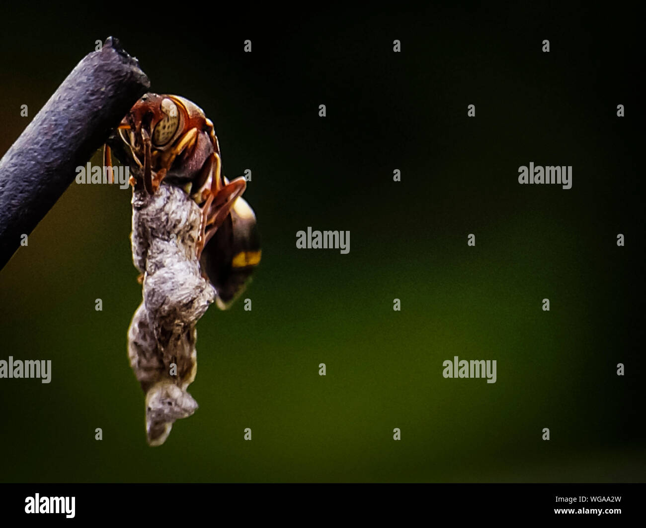 Wasp at nest hi-res stock photography and images - Alamy