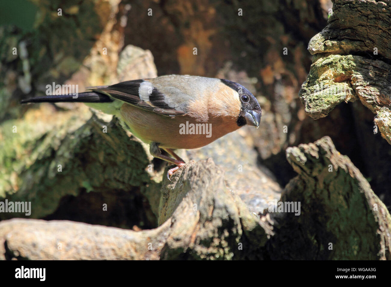 Male Bullfinch (Pyrrhula Pyrrhula Stock Photo - Alamy