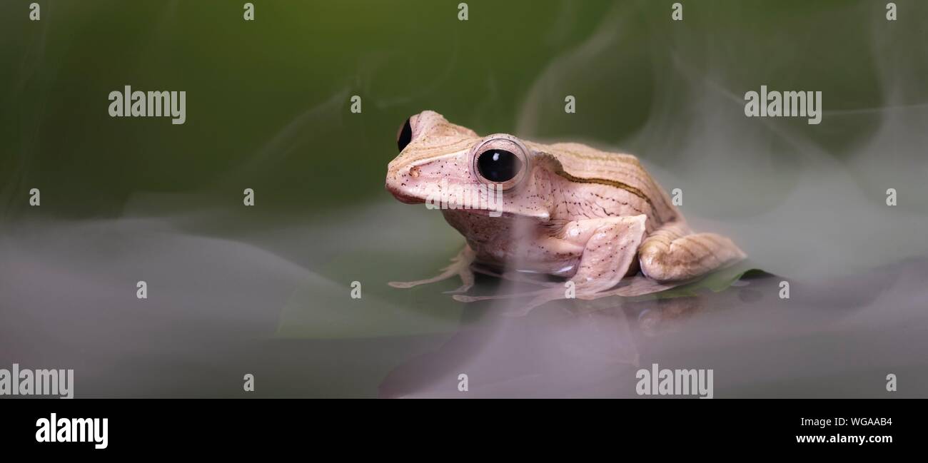 Frog hi-res stock photography and images - Alamy