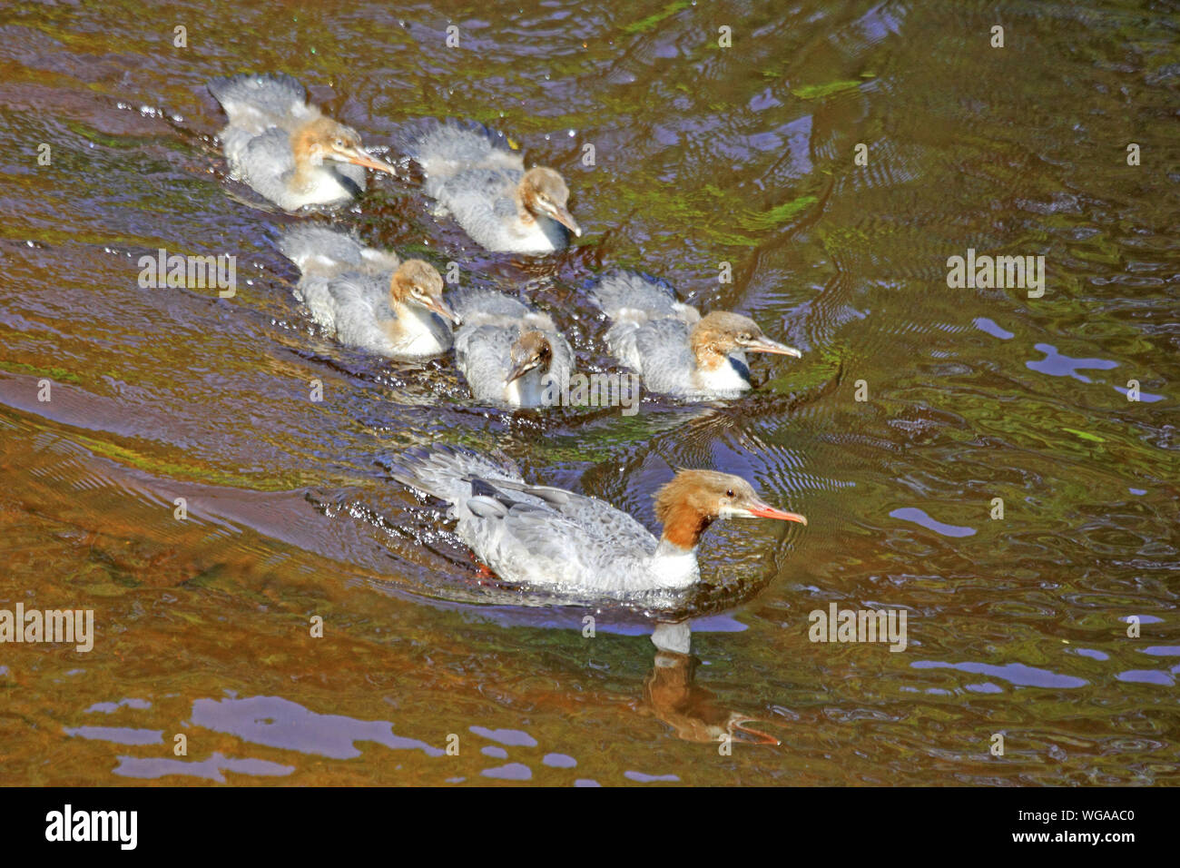Female Goosander (Mergus Merganser), with young, swimming on River ...