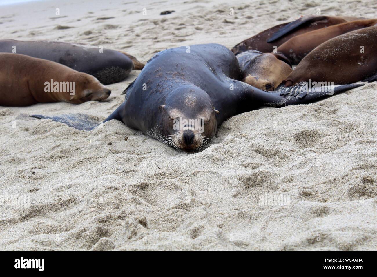Sandy beach seals hi-res stock photography and images - Alamy