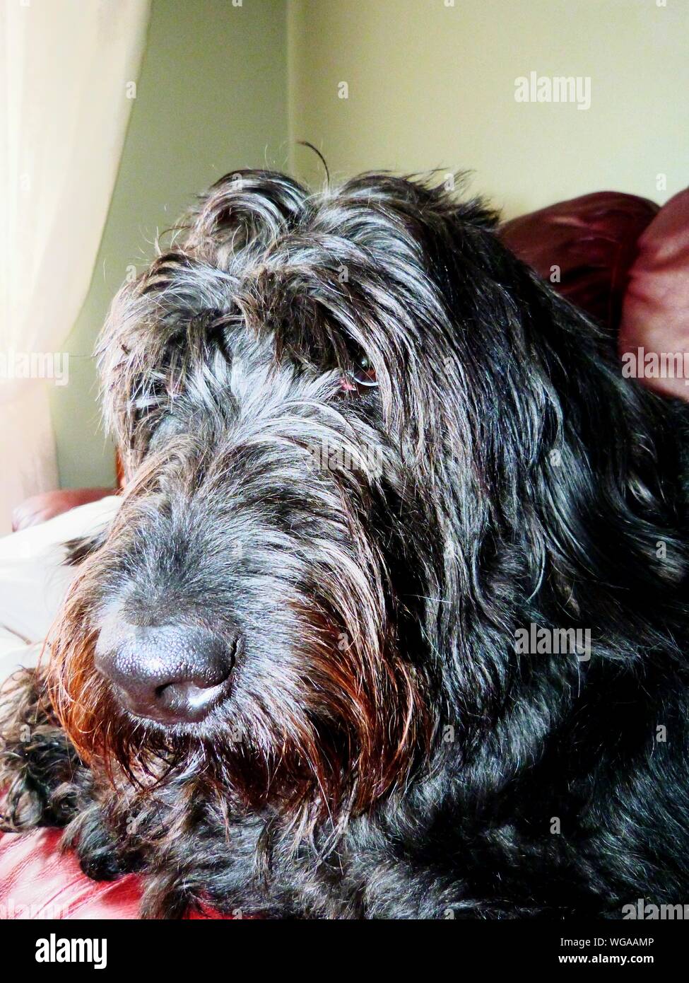 Labradoodle Bed High Resolution Stock Photography and Images - Alamy