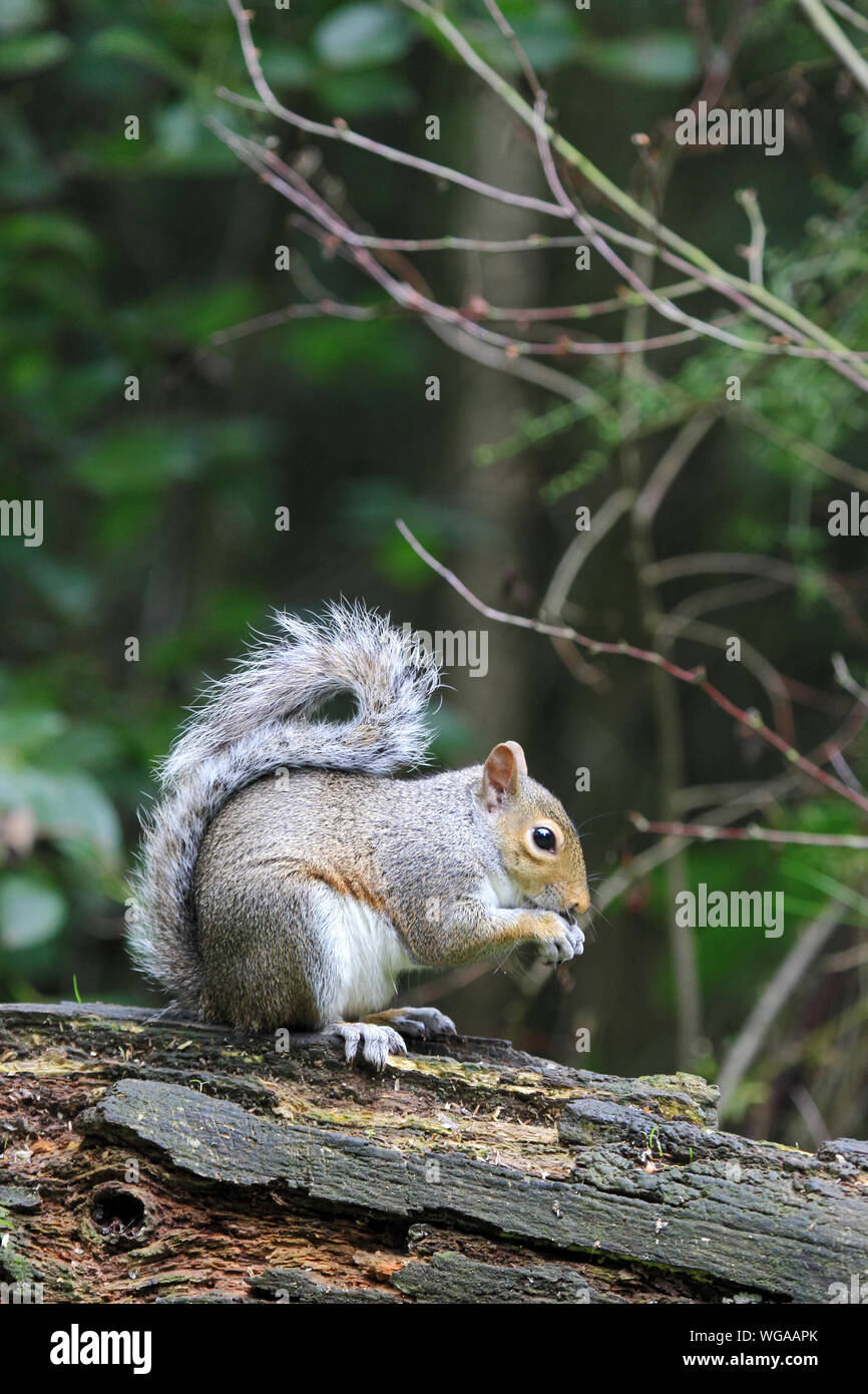 Squirrel sitting eating on tree hi-res stock photography and images - Alamy