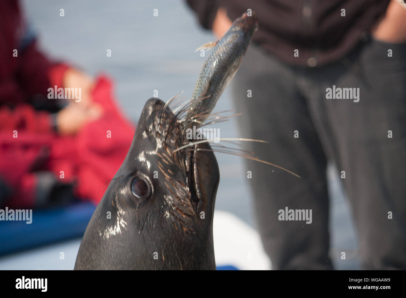 Seal Eating Fish High Resolution Stock Photography and Images - Alamy