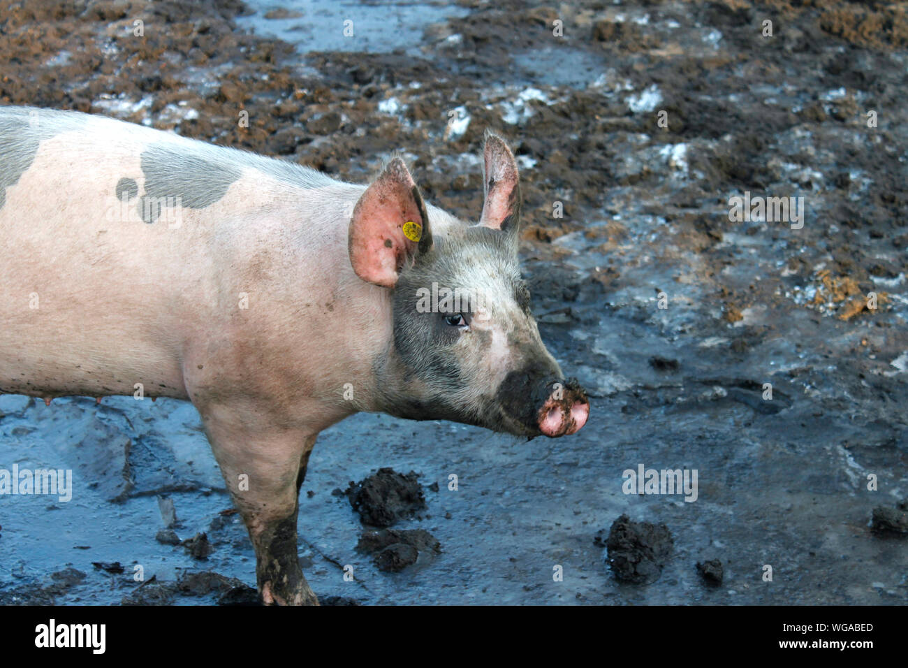 Pig In Mud High Resolution Stock Photography and Images - Alamy