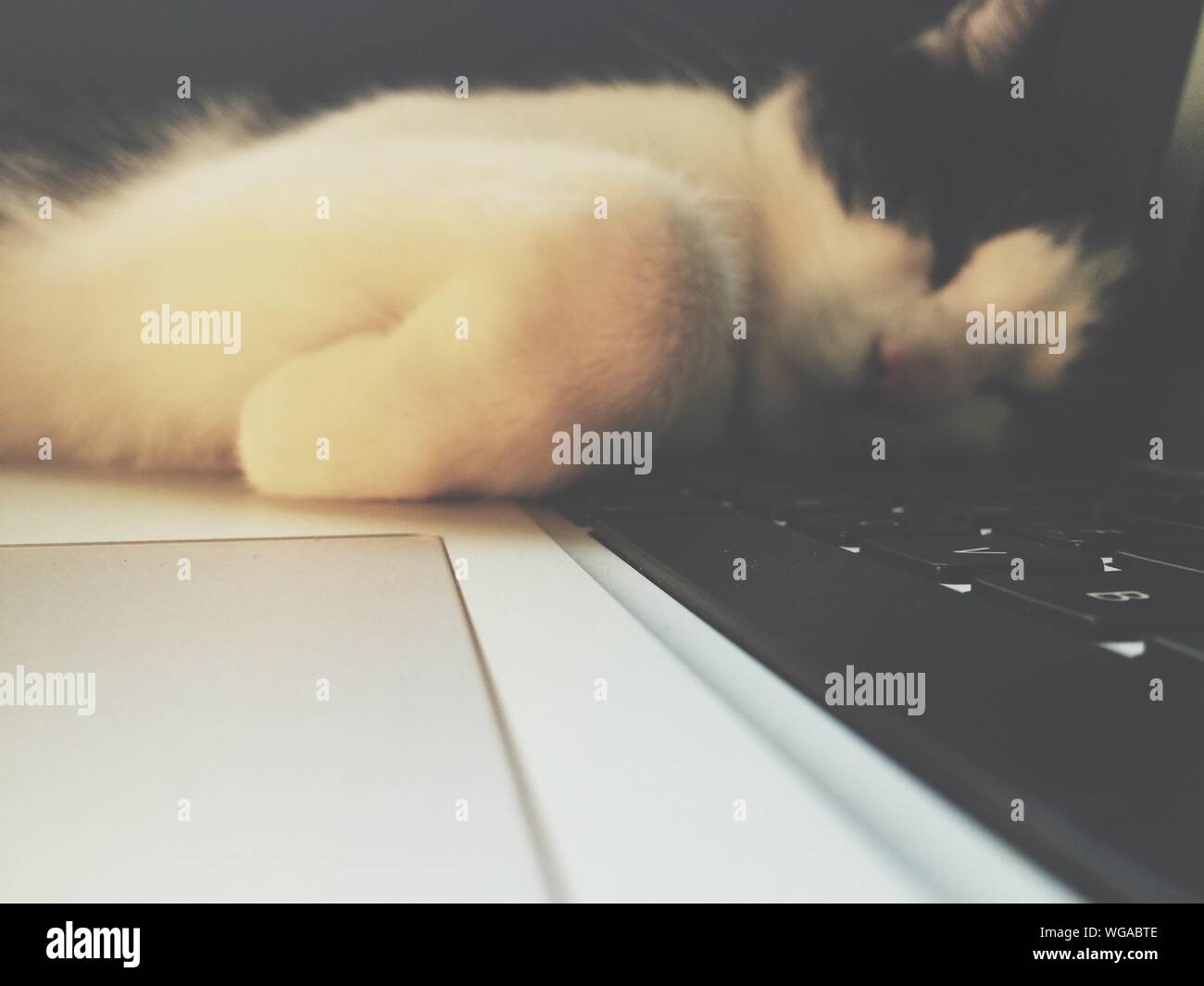 Dog with laptop hi-res stock photography and images - Alamy