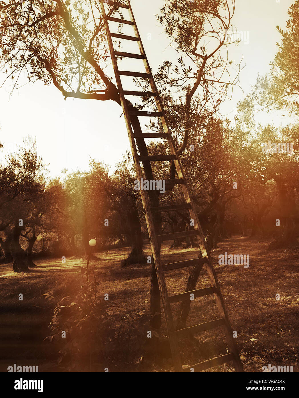 Ladder leaning against tree hi-res stock photography and images - Alamy