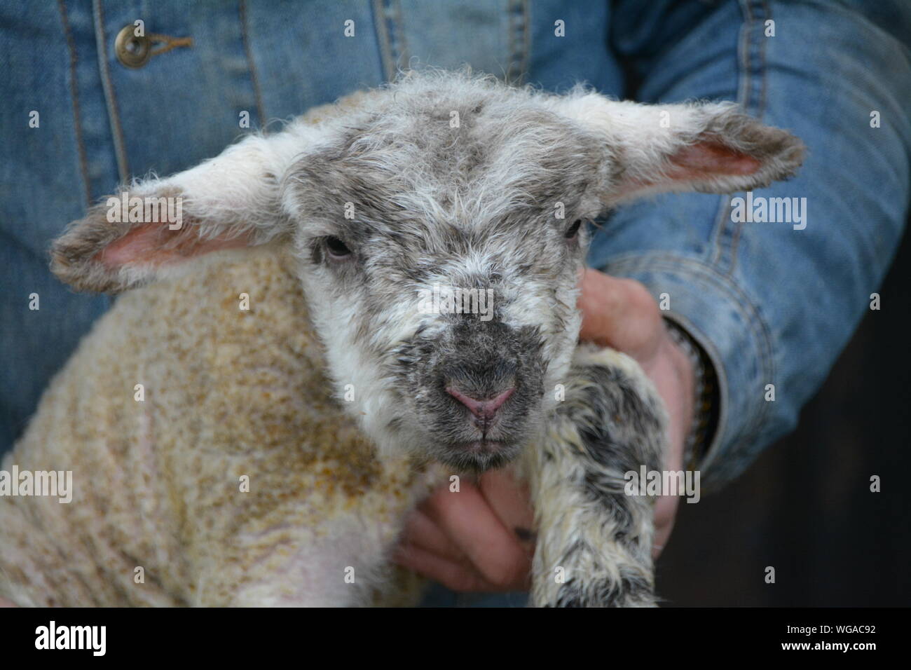 Young man holding lamb hi-res stock photography and images - Alamy