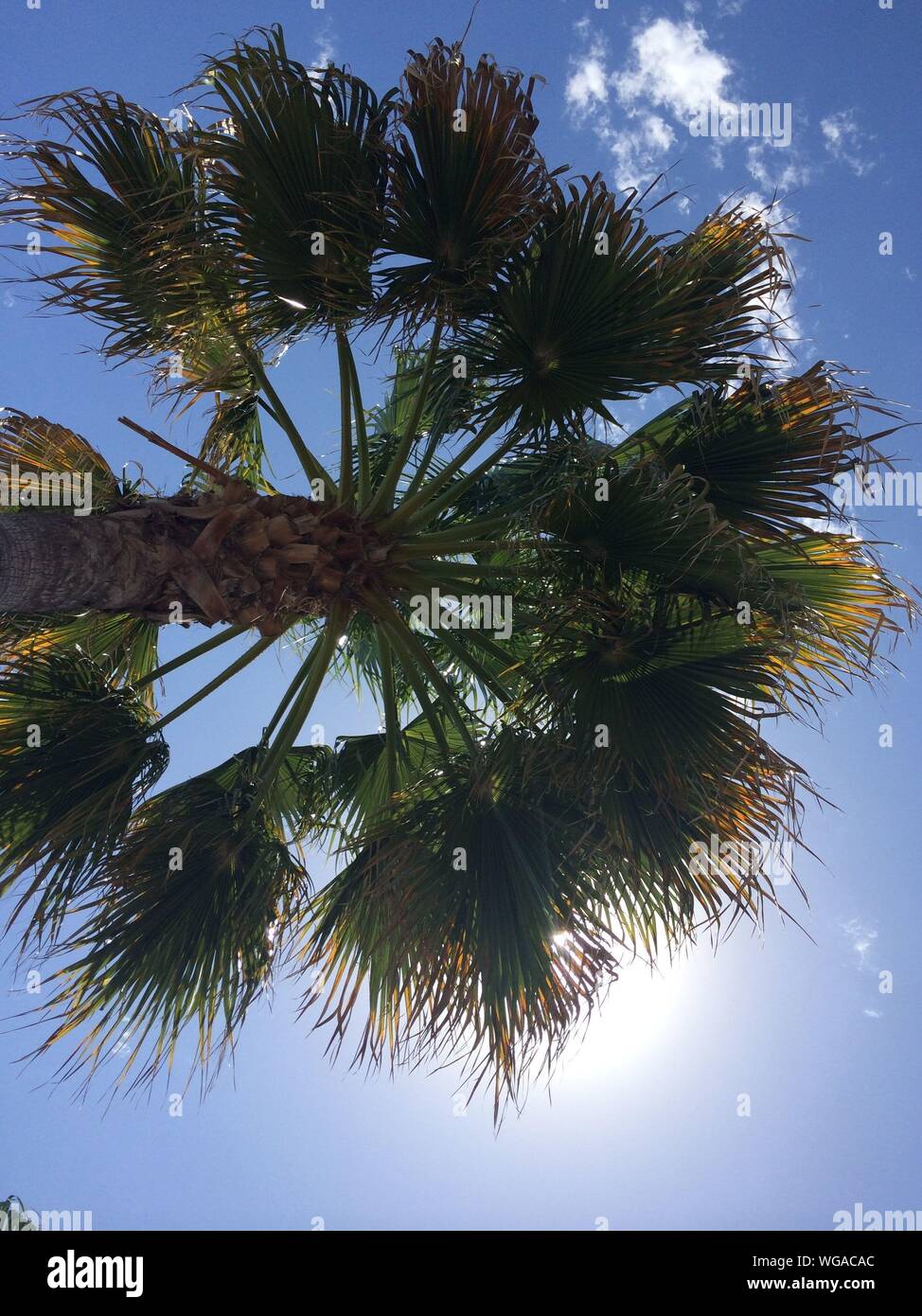 Sun Behind The Tree High Resolution Stock Photography and Images - Alamy