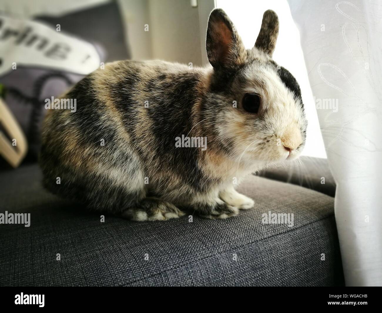 Bunny_rabbit hi-res stock photography and images - Alamy