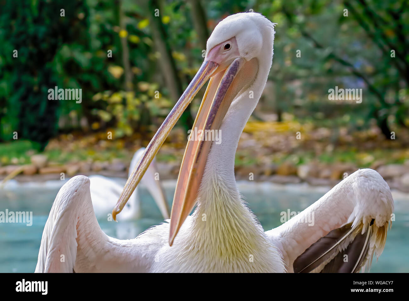 Pelican Open Mouth High Resolution Stock Photography and Images - Alamy