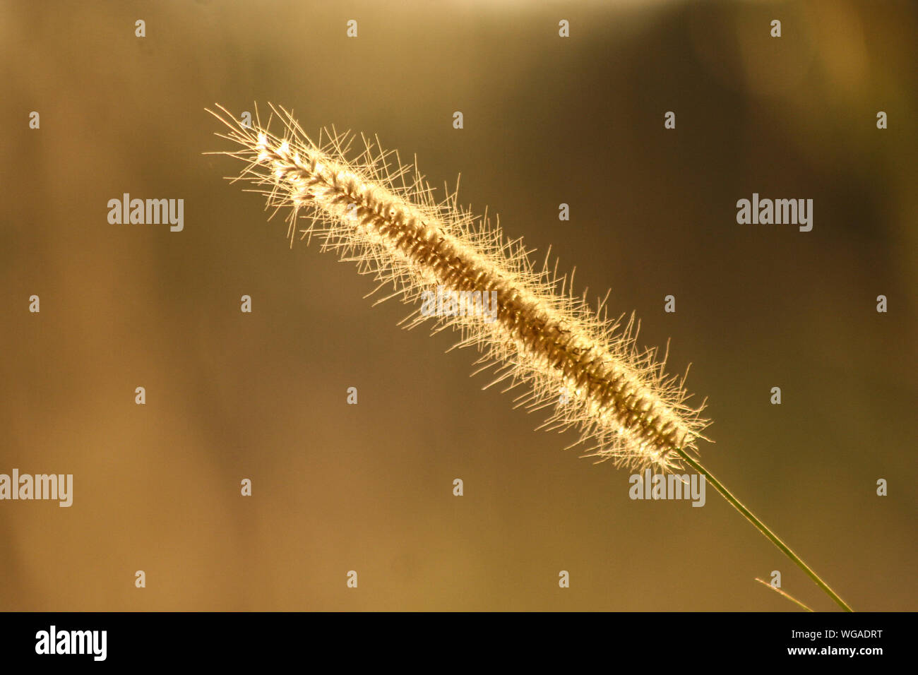 Stalk wheat hi-res stock photography and images - Alamy