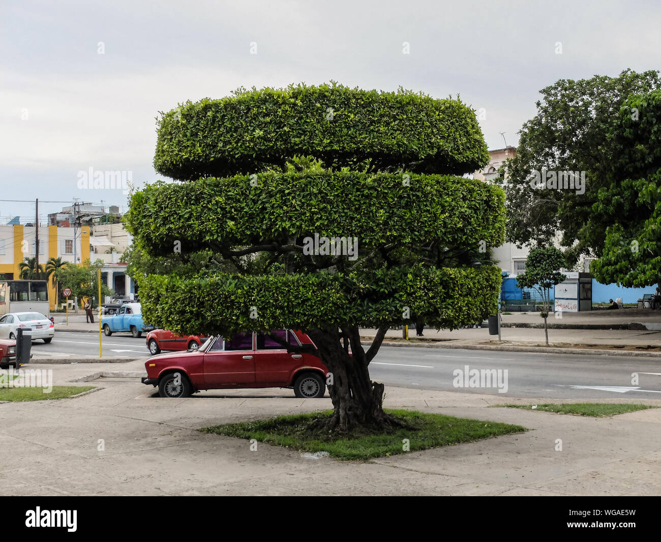 Topiary tree hi-res stock photography and images - Alamy