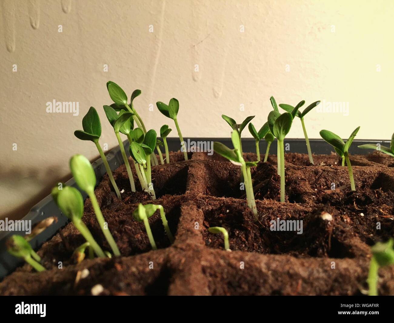 Seedling tray hi-res stock photography and images - Alamy