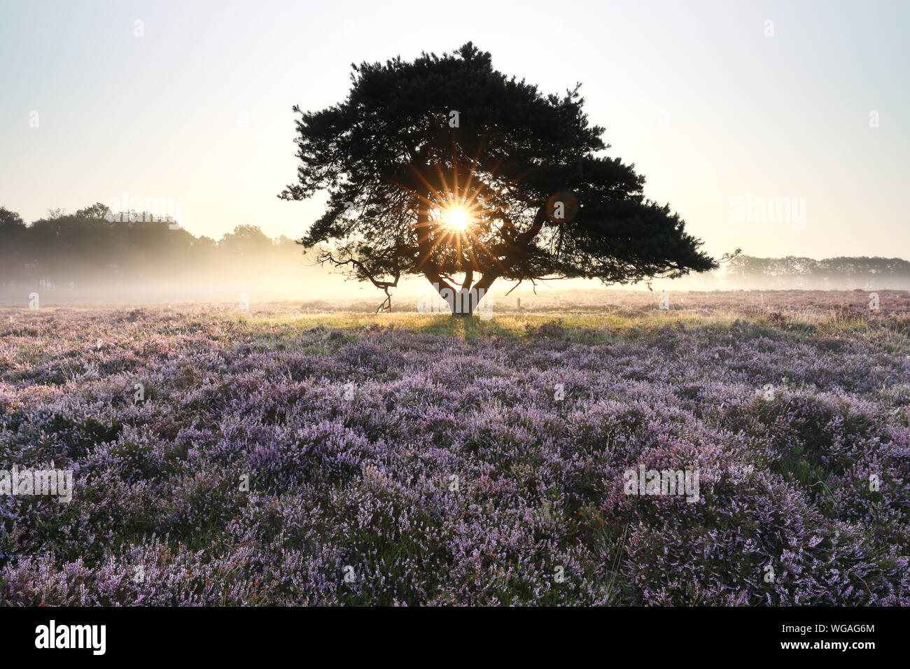Heather pine tree golden hi-res stock photography and images - Alamy