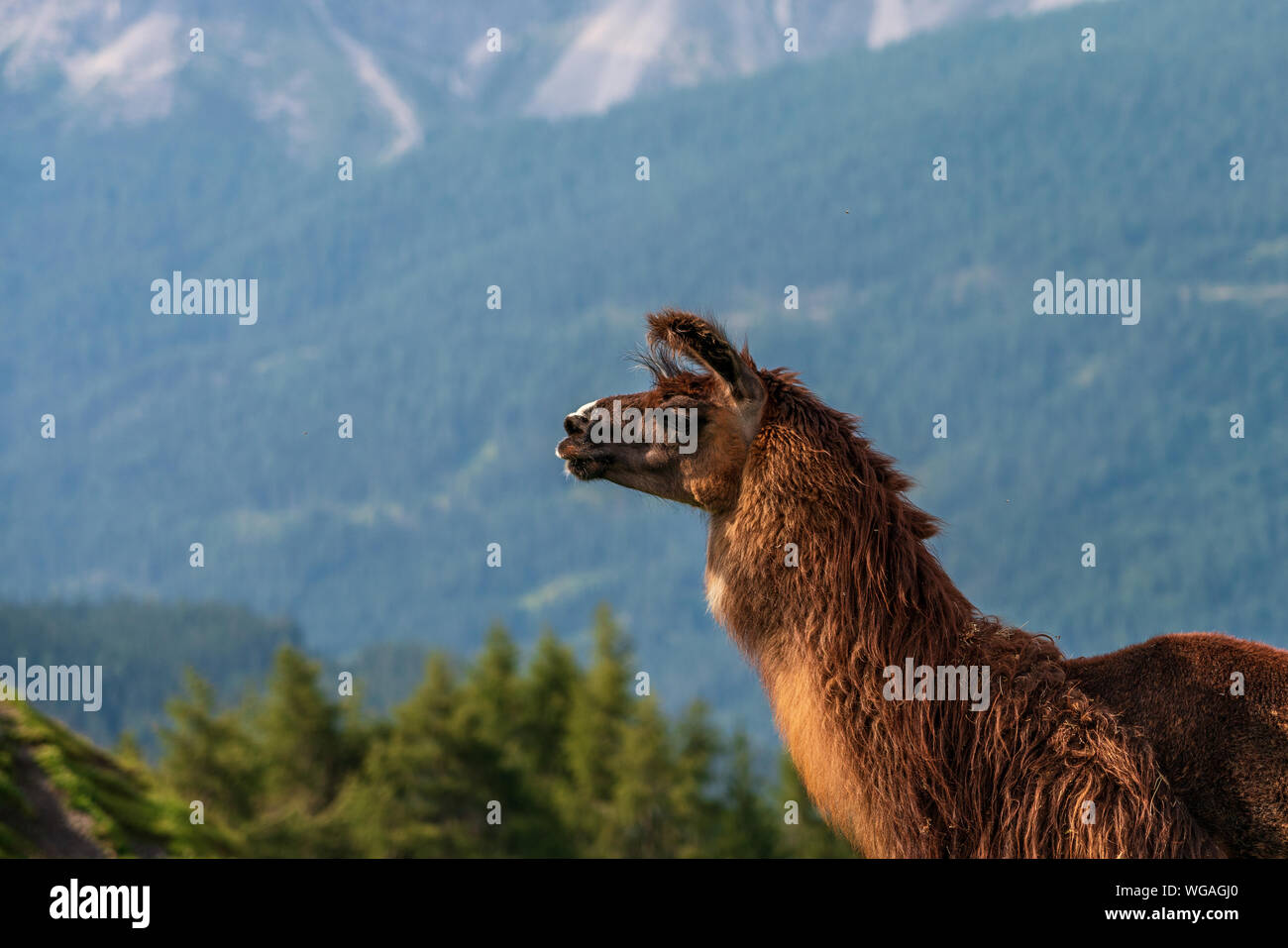 Llamas eye hi-res stock photography and images - Alamy