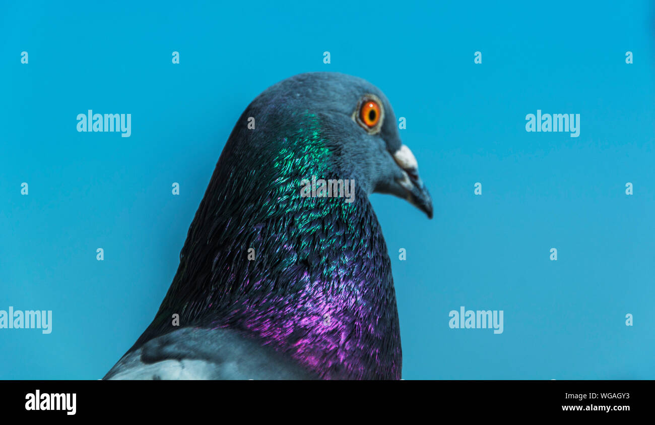 Shiny blue bird hi-res stock photography and images - Alamy