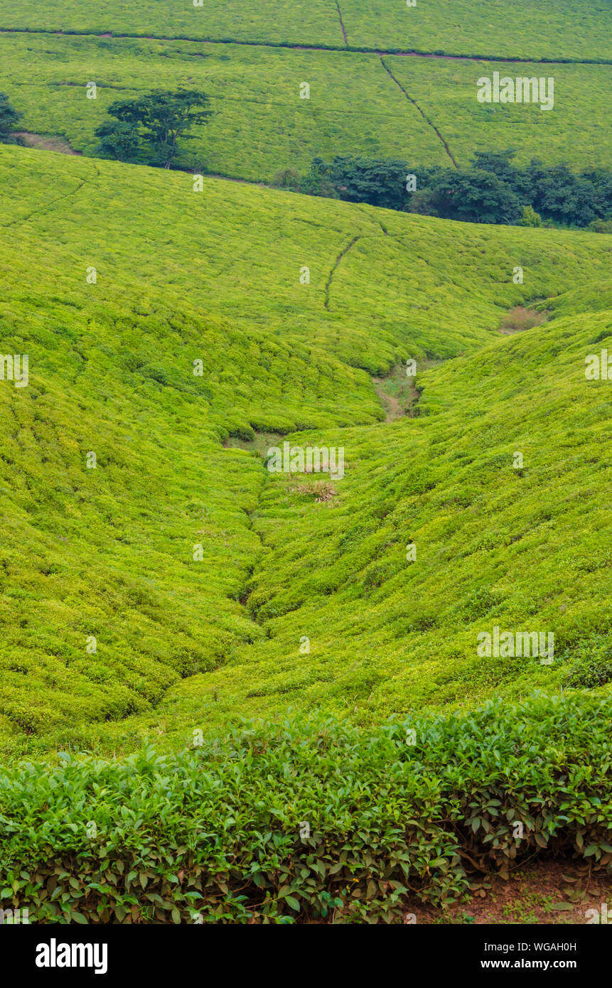 Cameroon landscape hi-res stock photography and images - Alamy