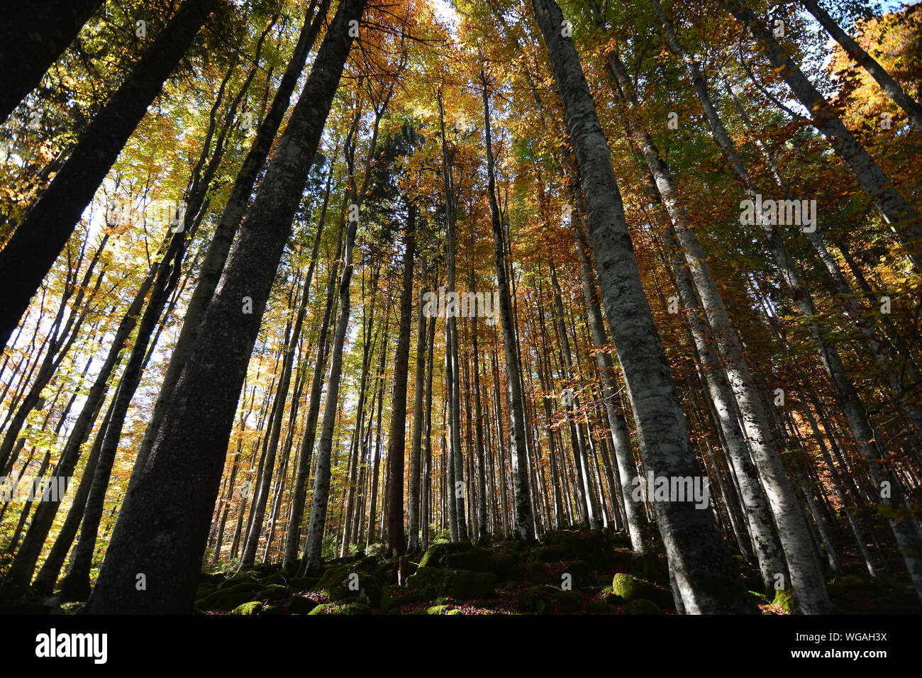a colorful autumn forest Stock Photo - Alamy