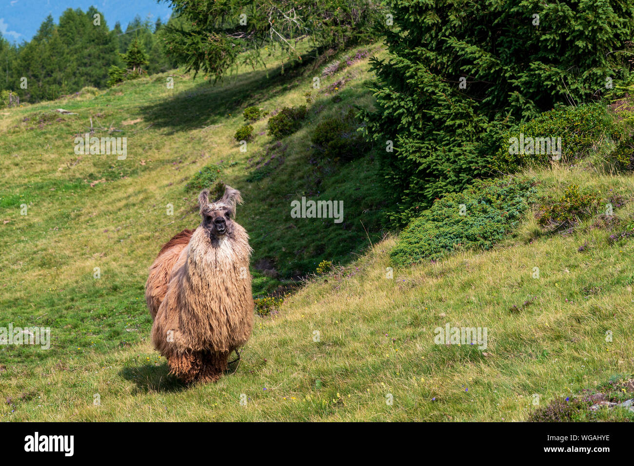 Llamas eye hi-res stock photography and images - Alamy