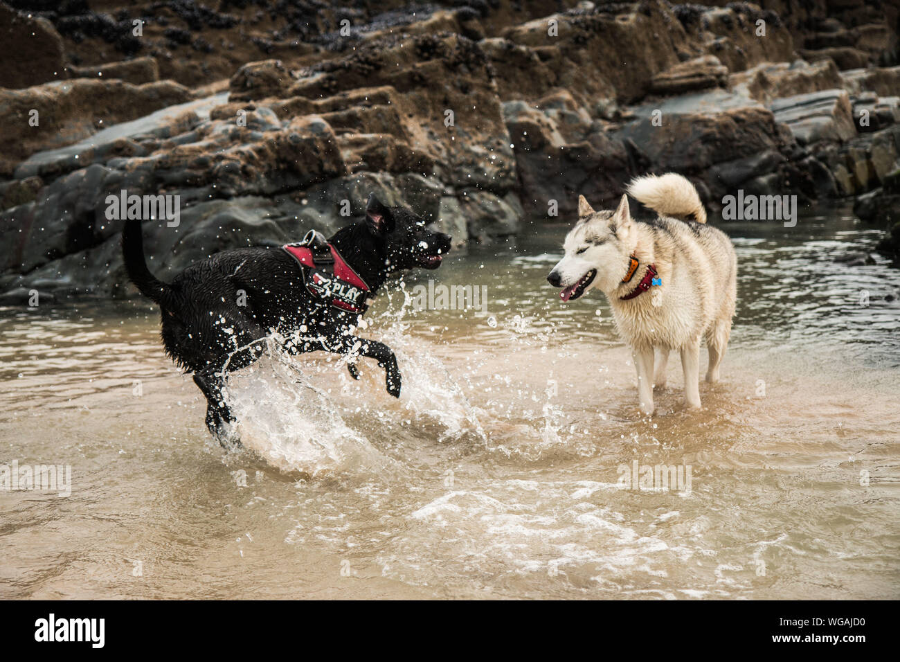 Two Dogs In The Water High Resolution Stock Photography and Images - Alamy