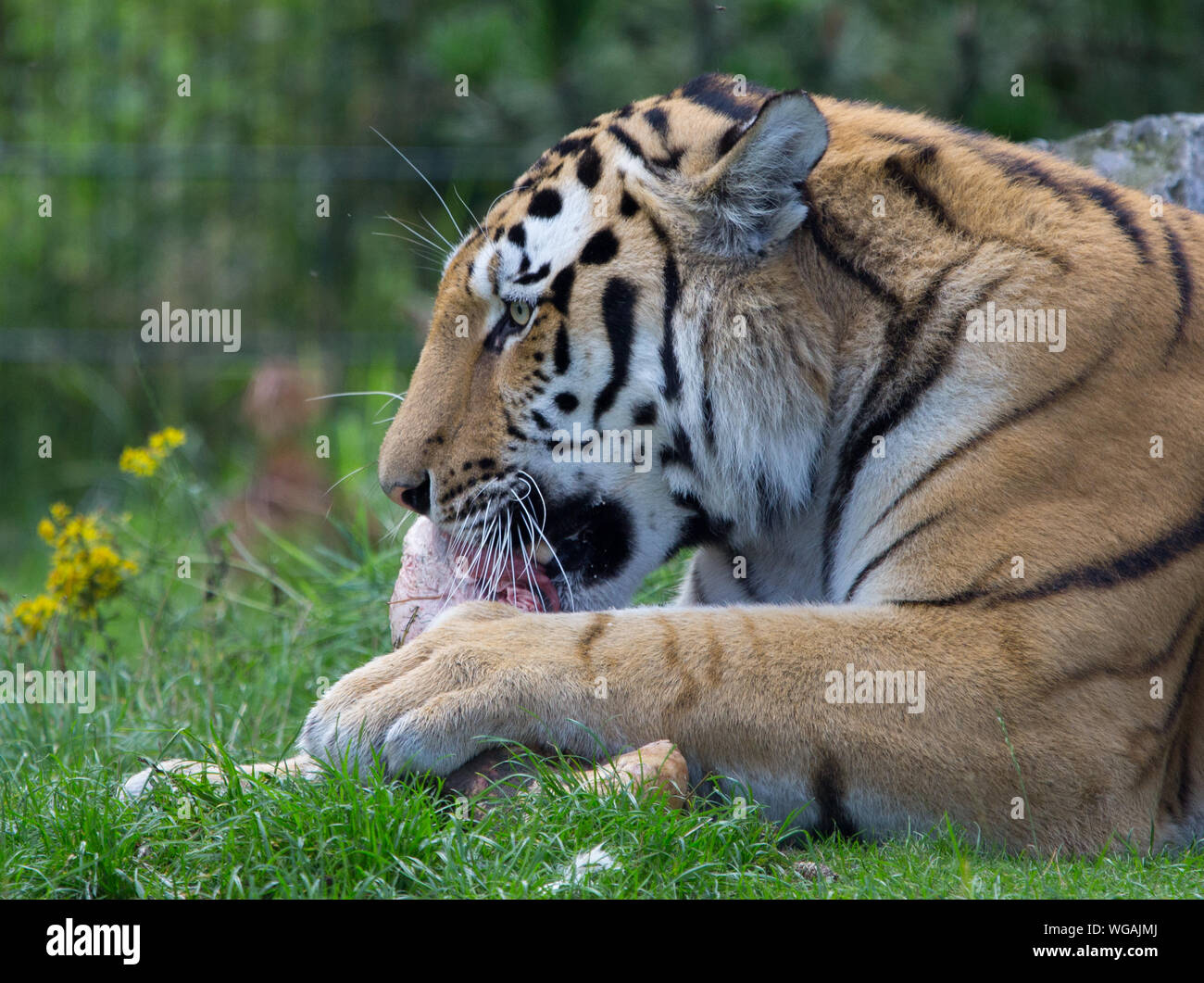 Tiger Eating High Resolution Stock Photography and Images - Alamy