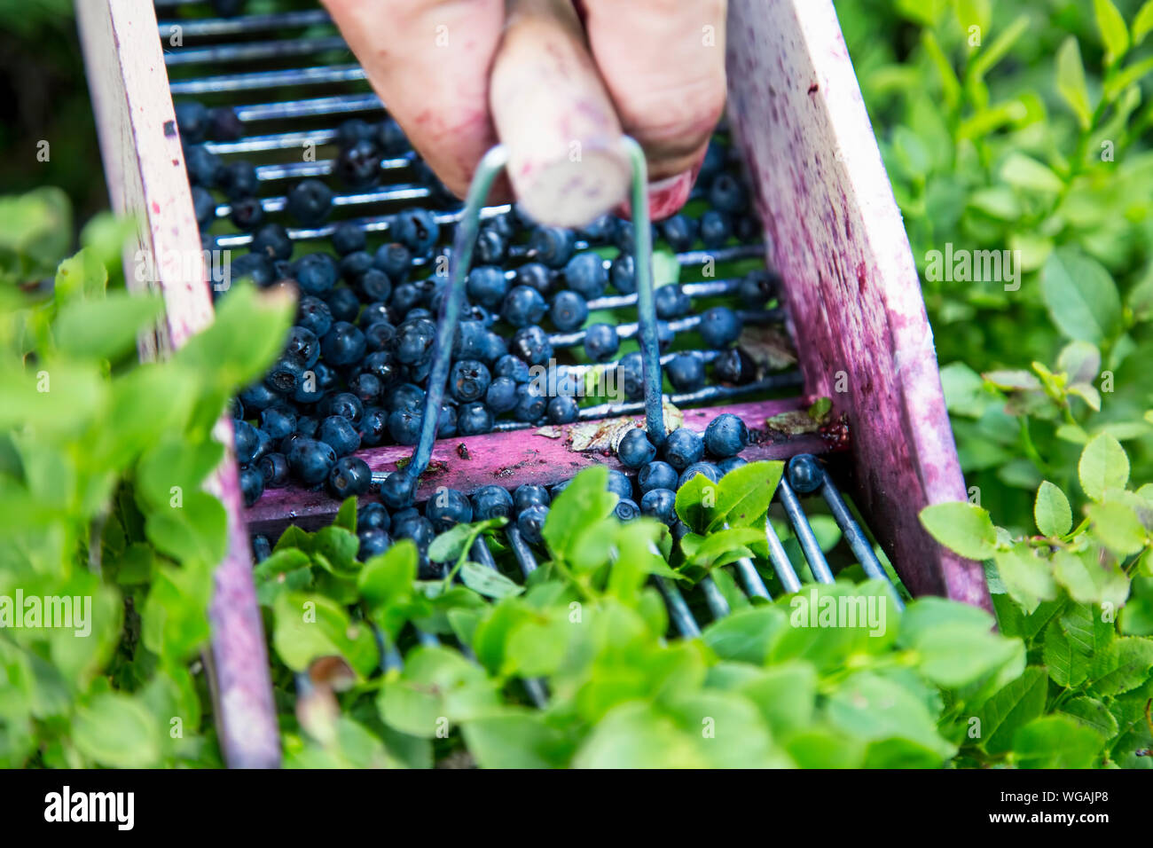 Hand picker hi-res stock photography and images - Alamy