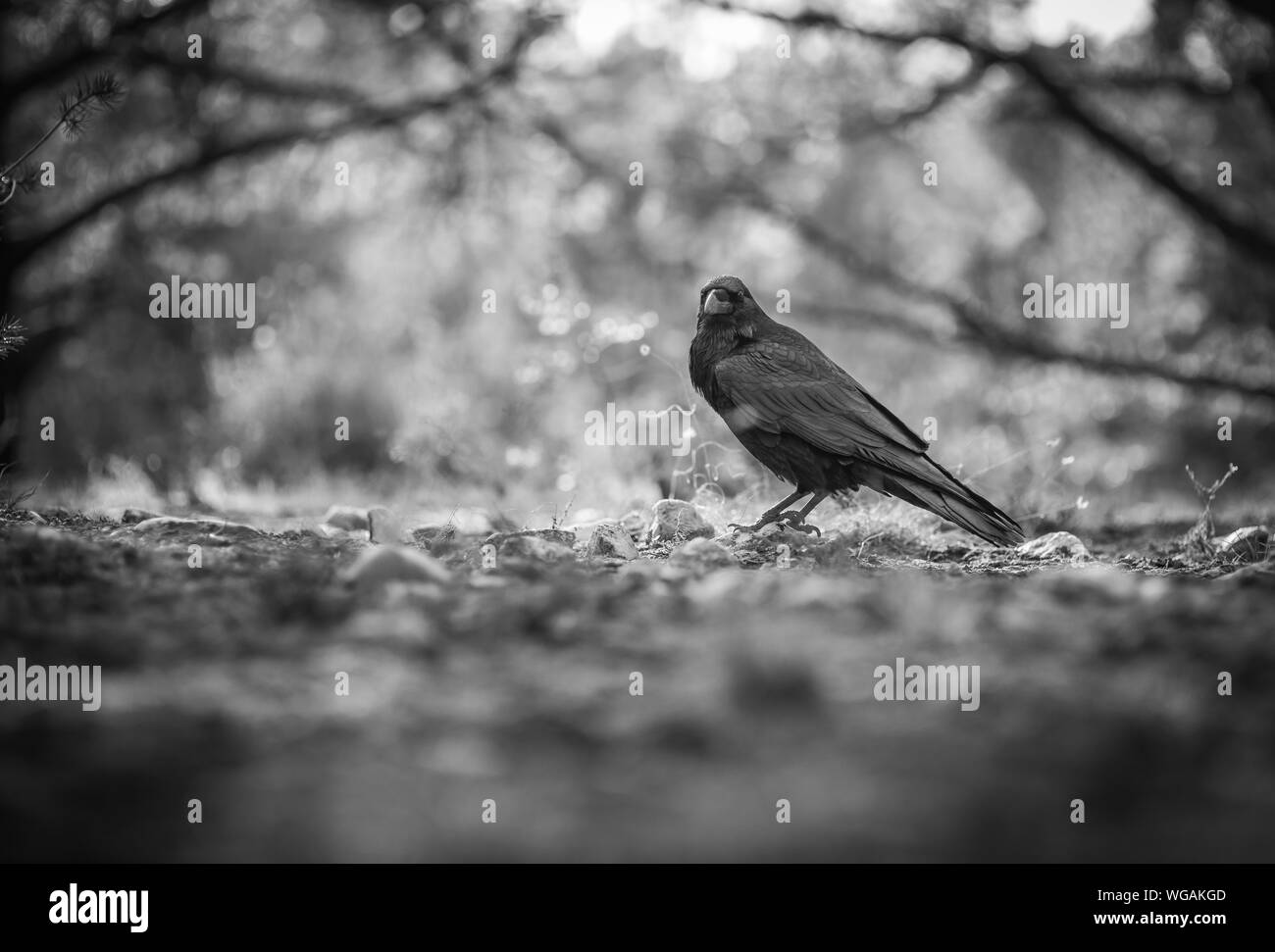 Level side view Black and White Stock Photos & Images - Alamy