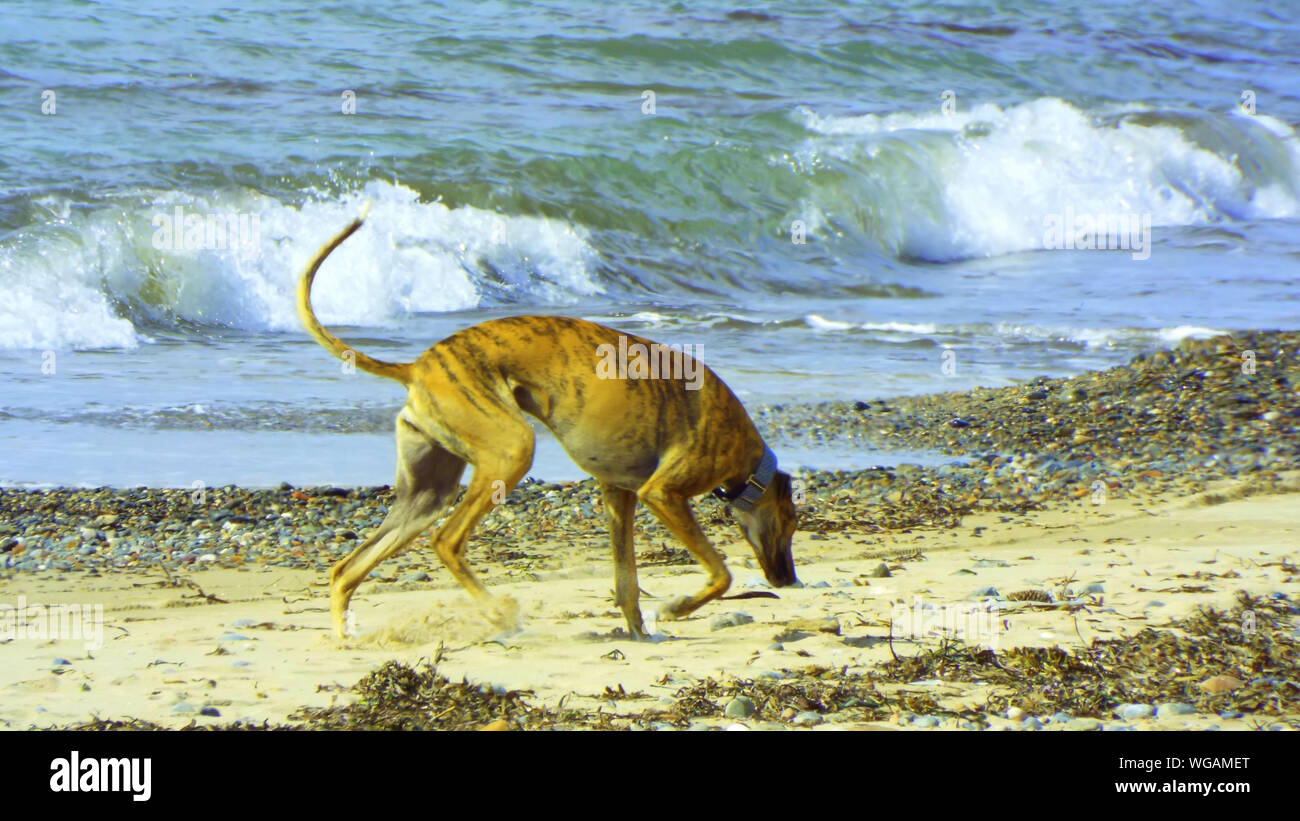 Greyhound on beach hi-res stock photography and images - Alamy