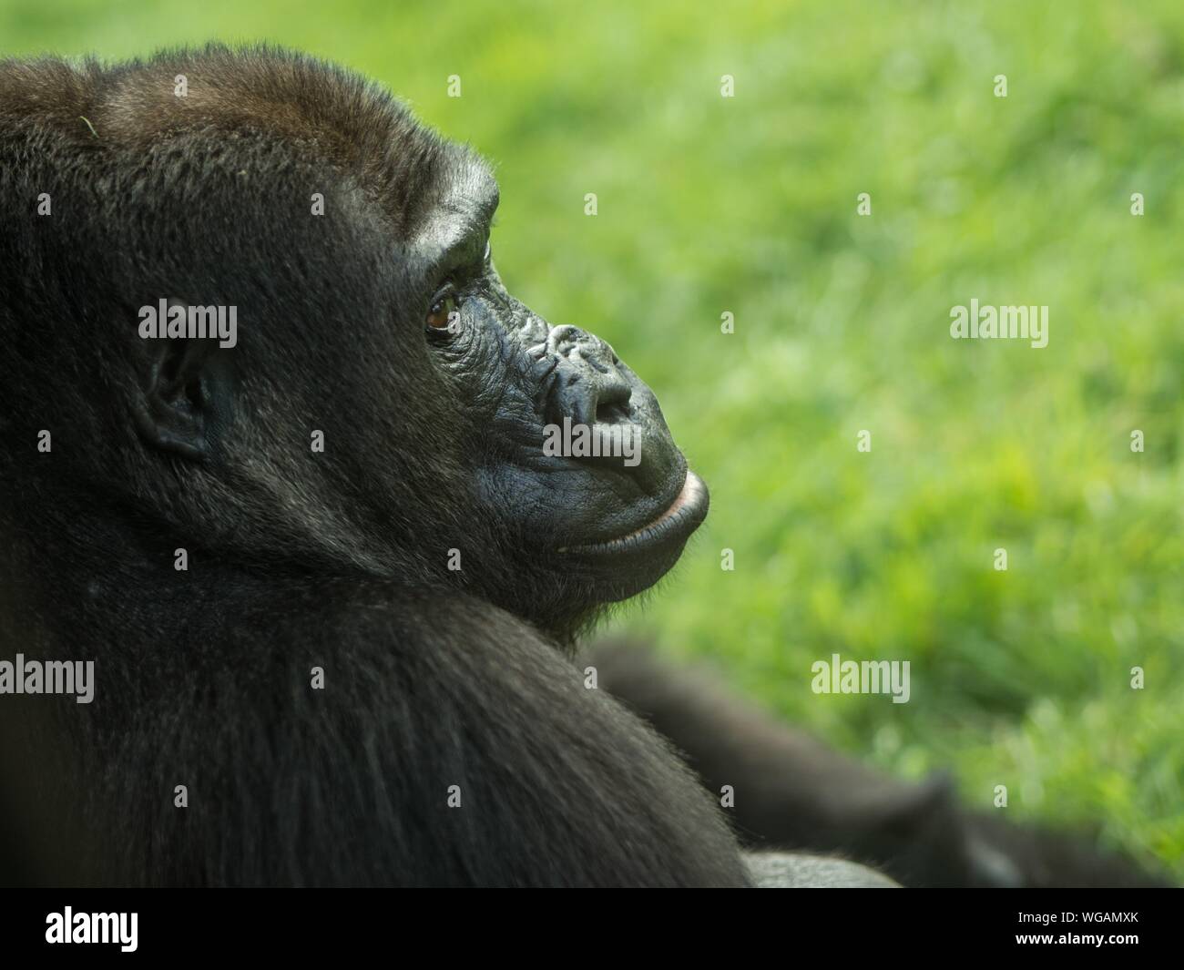 Gorilla profile hi-res stock photography and images - Alamy