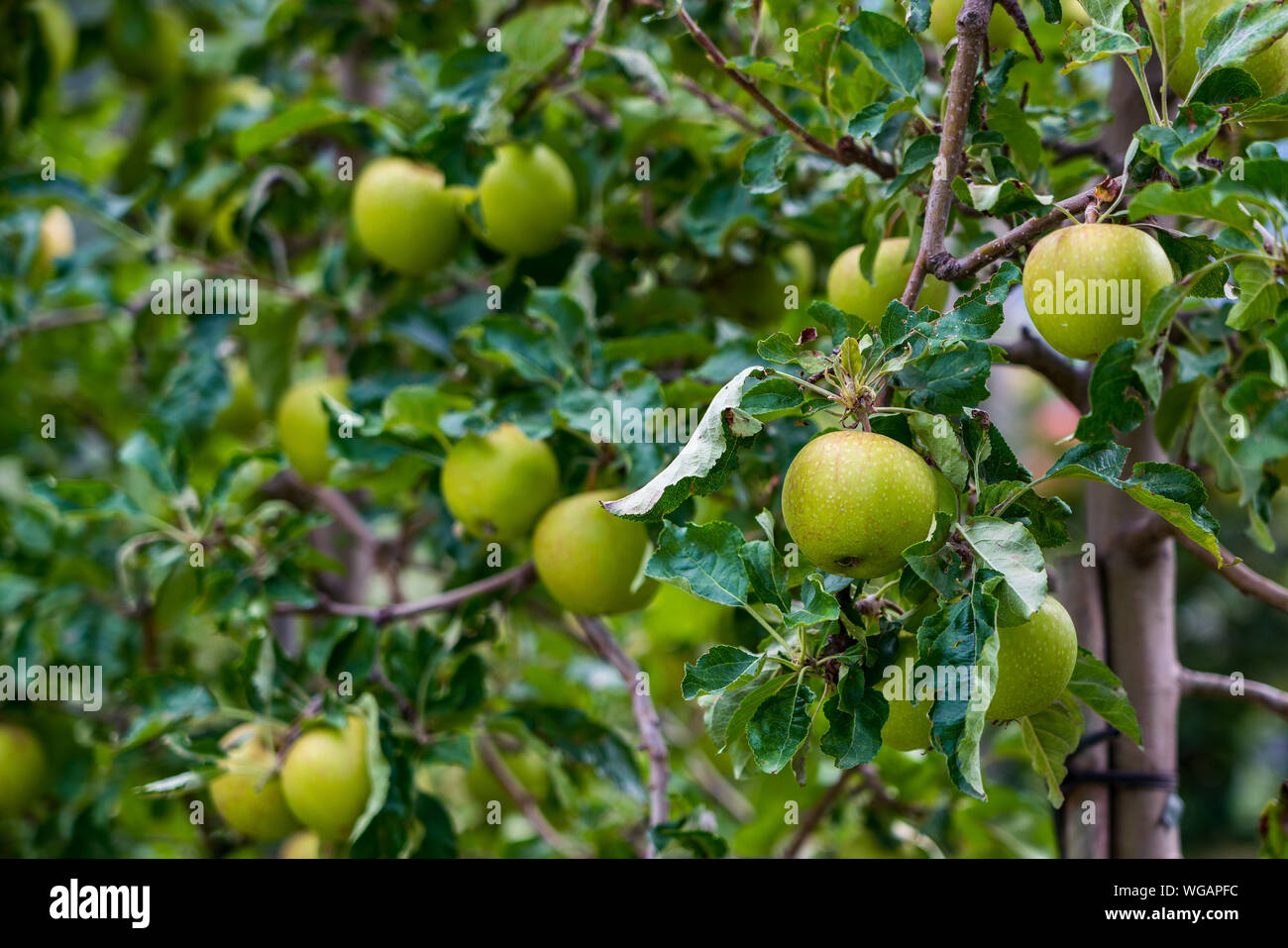 Merano apple hi-res stock photography and images - Alamy