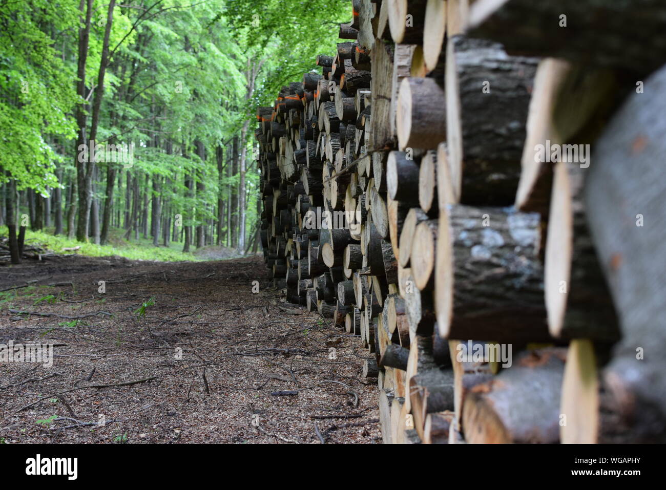 Stacked Logs By Trees In Forest Stock Photo - Alamy