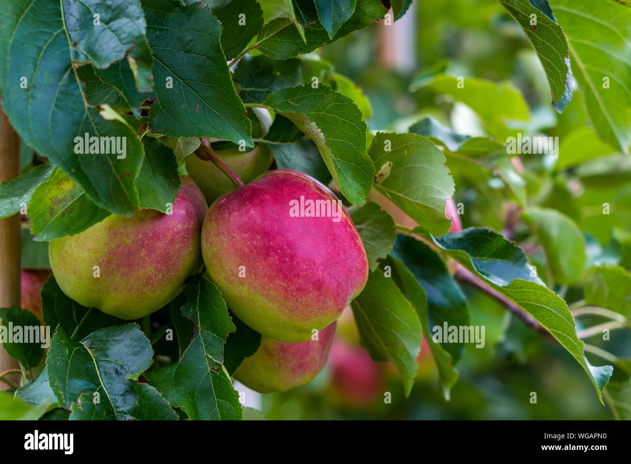 Merano apple hi-res stock photography and images - Alamy
