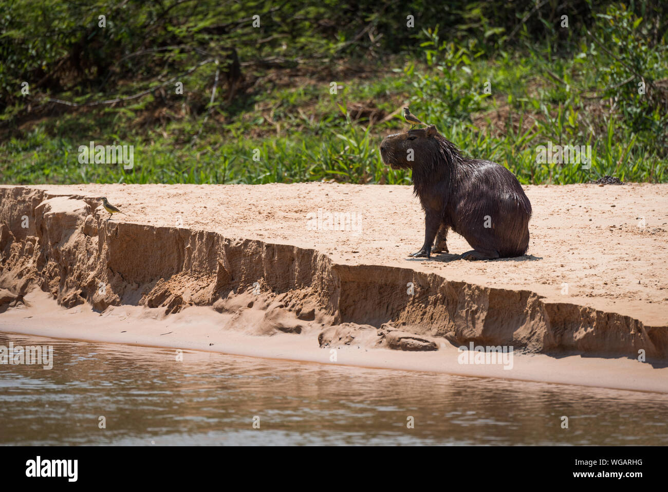 Stream birds hi-res stock photography and images - Alamy