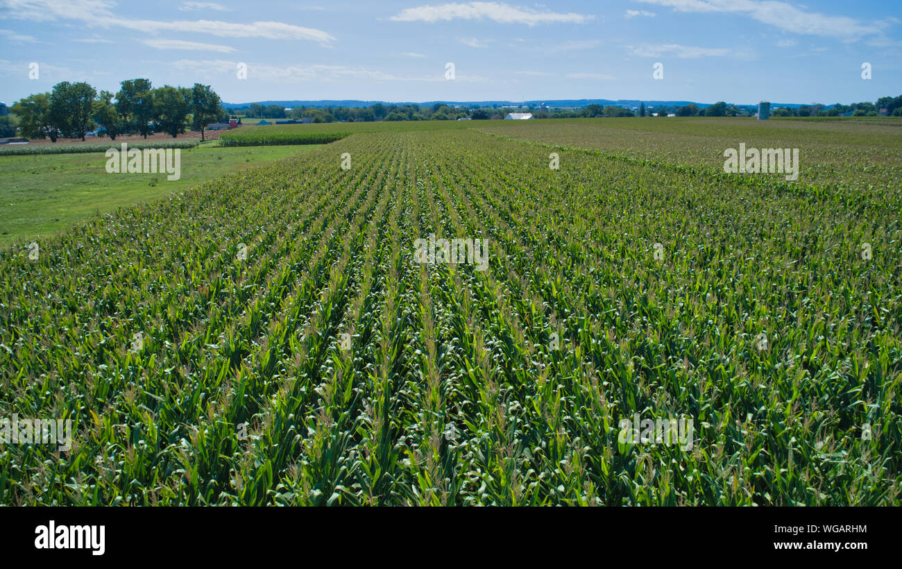An Aerial View of Farm Agriculture Plants in Rows on a Summer Day as ...