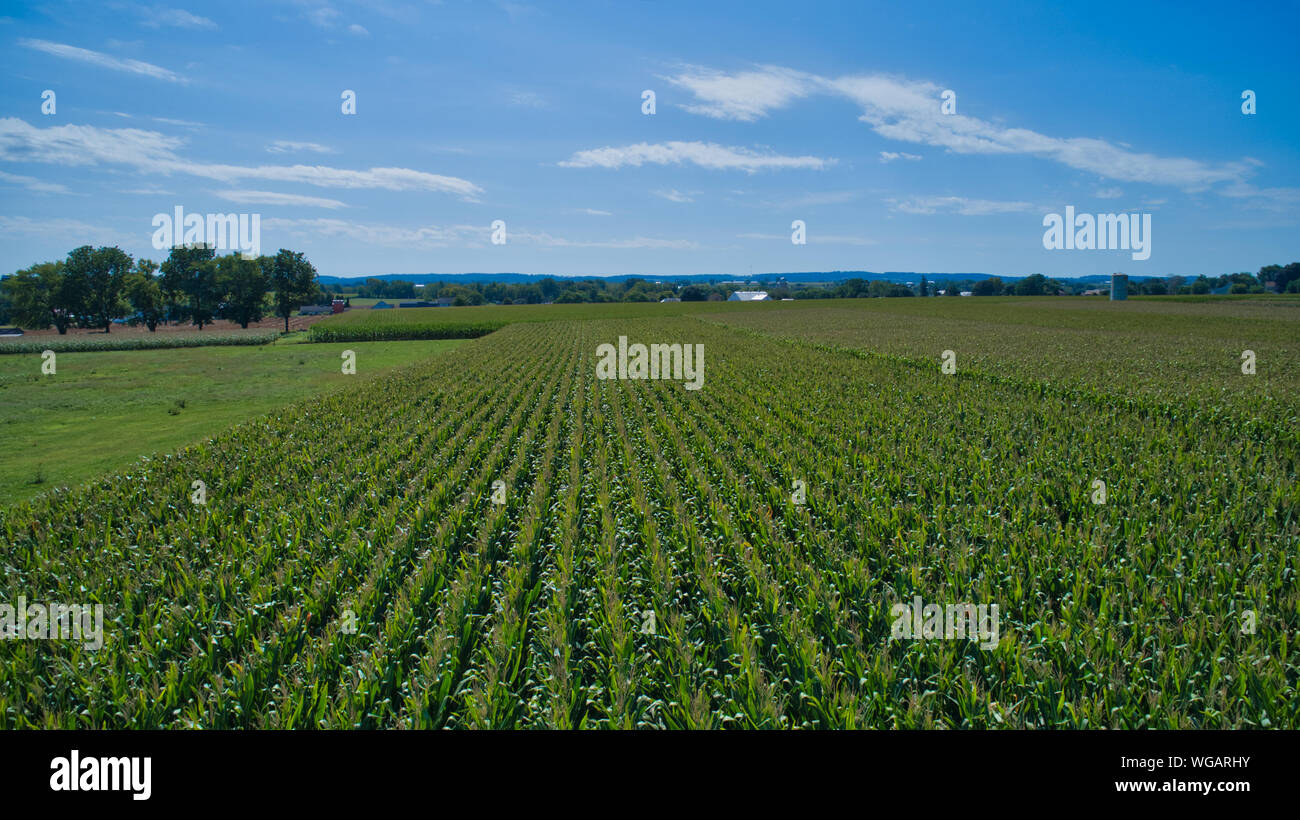 An Aerial View of Farm Agriculture Plants in Rows on a Summer Day as ...