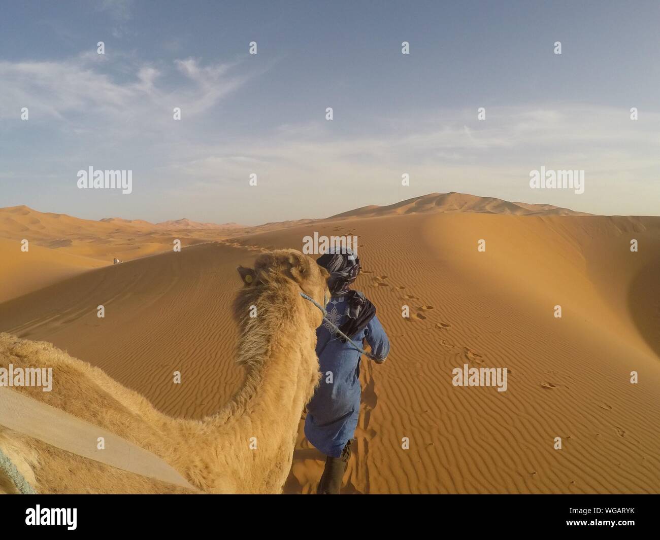 Leading camel desert hi-res stock photography and images - Alamy