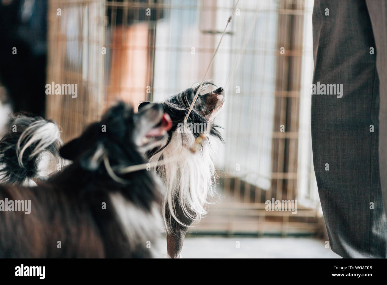 Well of dogs hi-res stock photography and images - Alamy