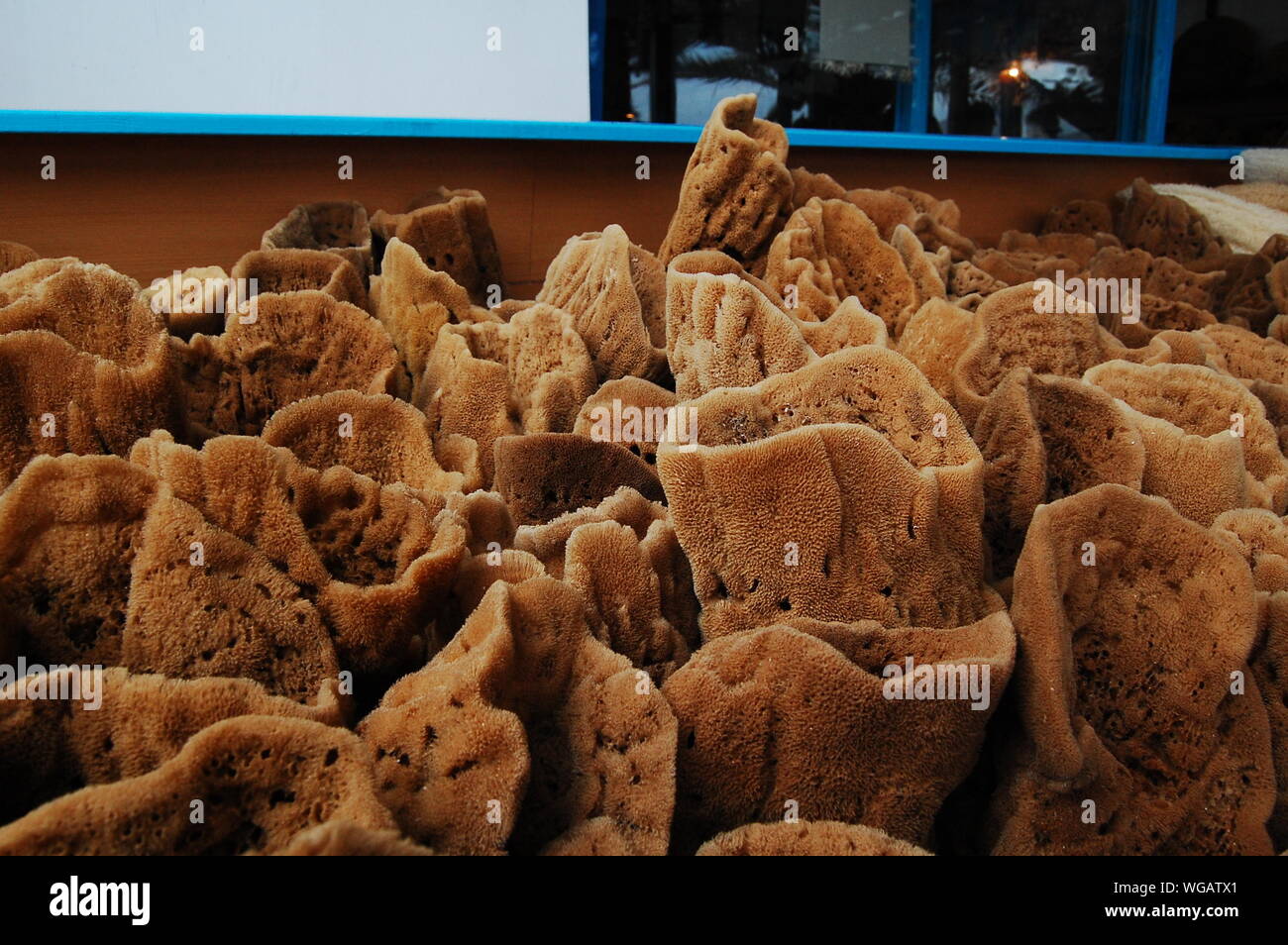 Sea sponges hi-res stock photography and images - Alamy
