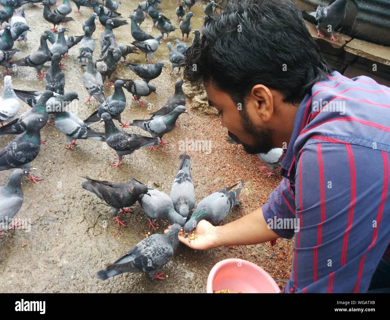 Man feeding birds hi-res stock photography and images - Alamy
