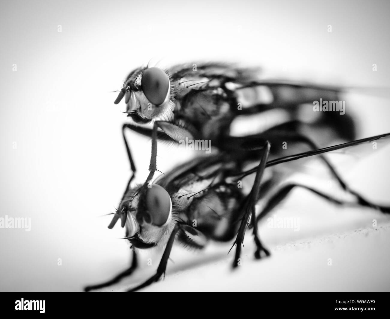Mating surface Black and White Stock Photos & Images - Alamy