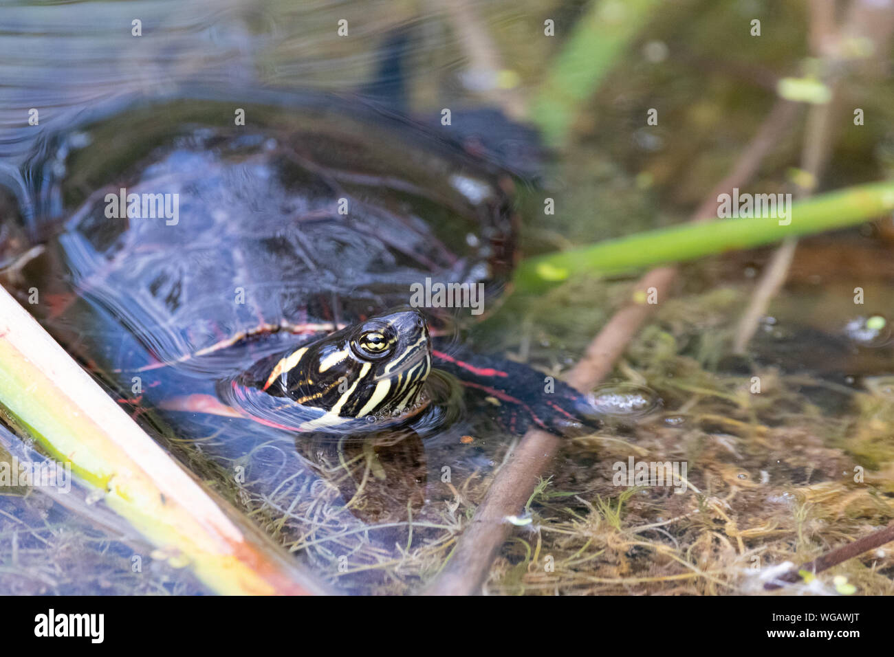 Painted turtle in swamp environment Stock Photo - Alamy