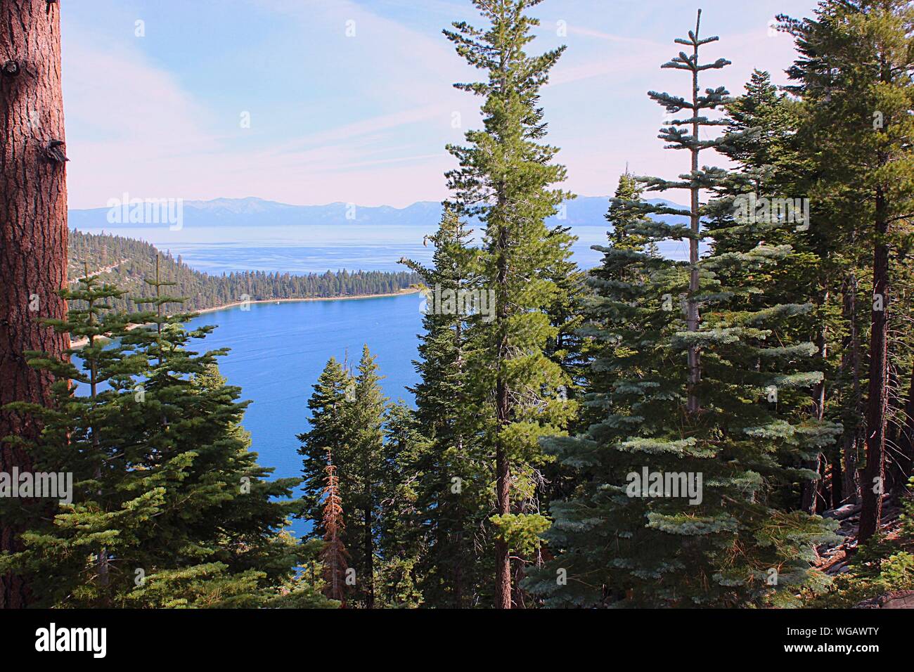 Lake tahoe trees hi-res stock photography and images - Alamy