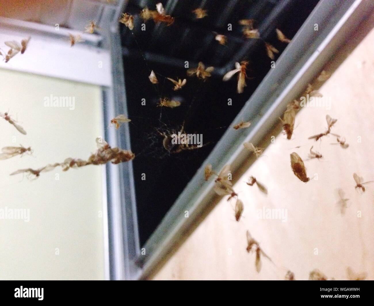 Home to insects hi-res stock photography and images - Alamy