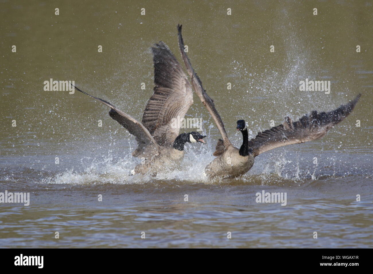 Canada goose flapping wings hi-res stock photography and images - Alamy