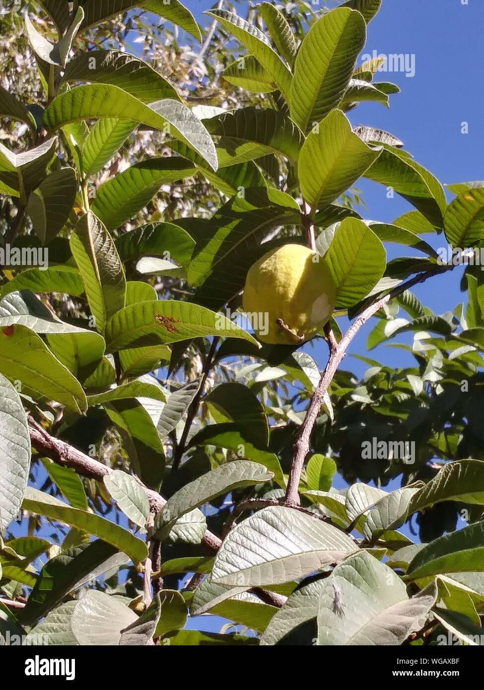 Mexico fruit tree hi-res stock photography and images - Alamy