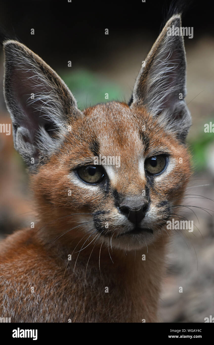 Caracal caracal caracal portrait hi-res stock photography and images ...