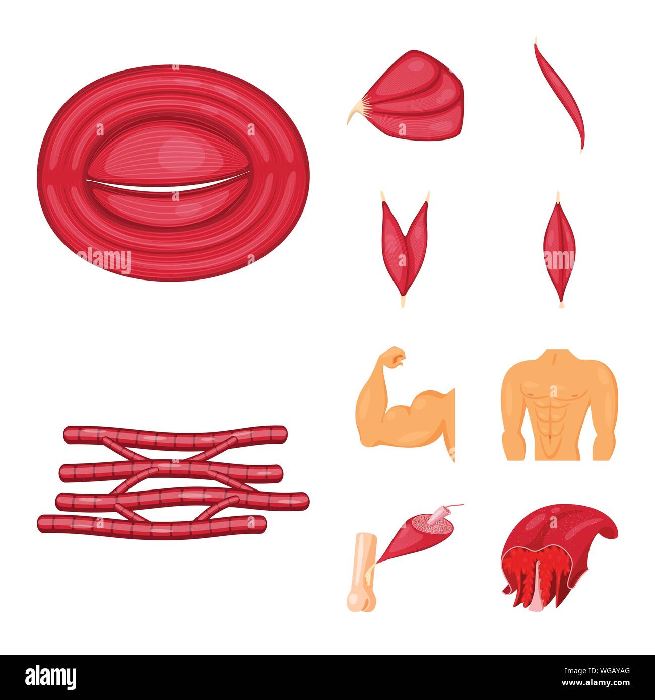 Isolated object of muscle and cells icon. Set of muscle and anatomy ...